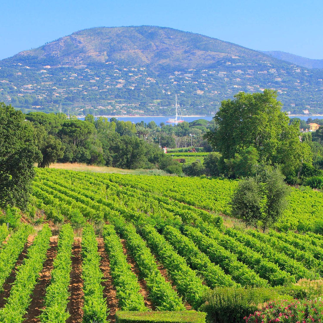 Discover the Presqu'île de Saint-Tropez vineyards | Château Minuty