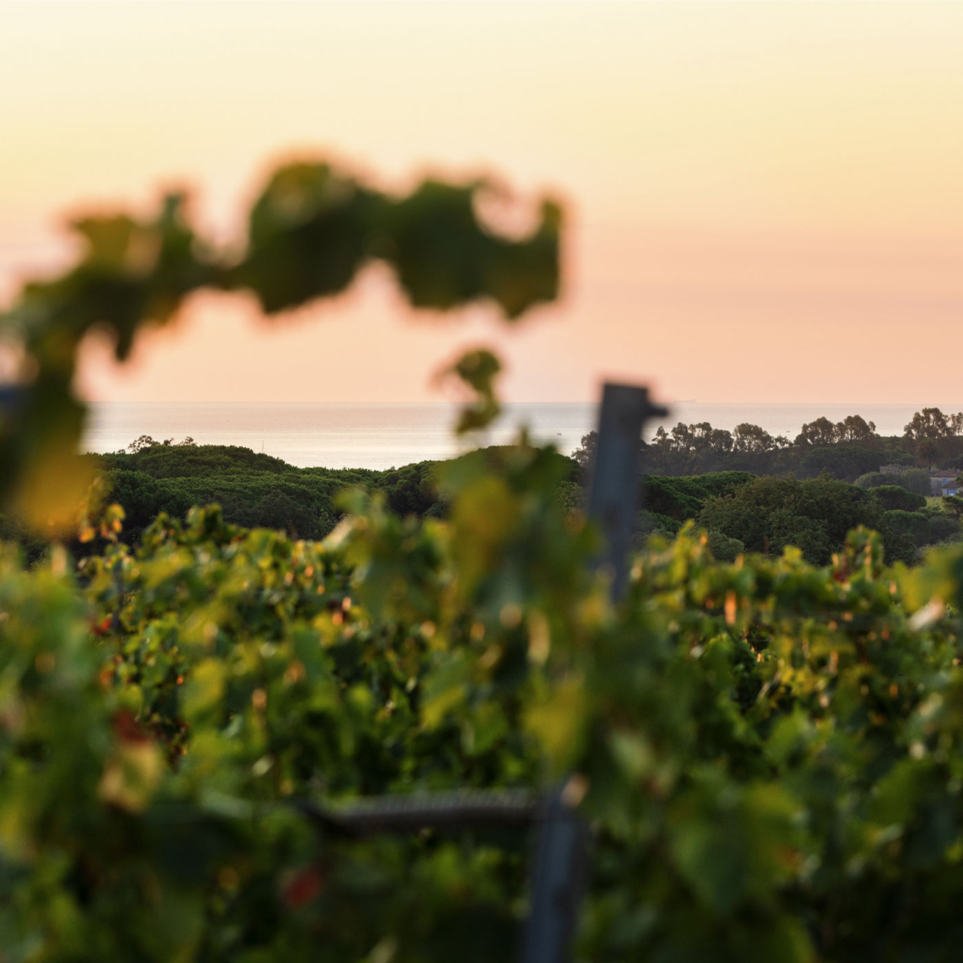 Le vignoble de la presqu'île de Saint-Tropez – Minuty